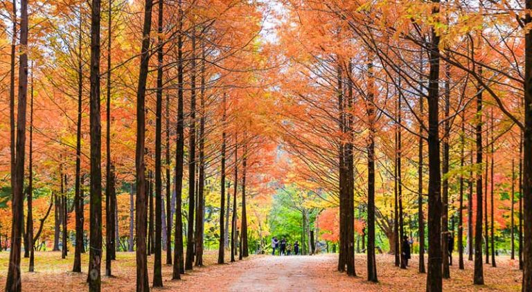 Nami Island, qué hacer: guía de la localización de Winter Sonata